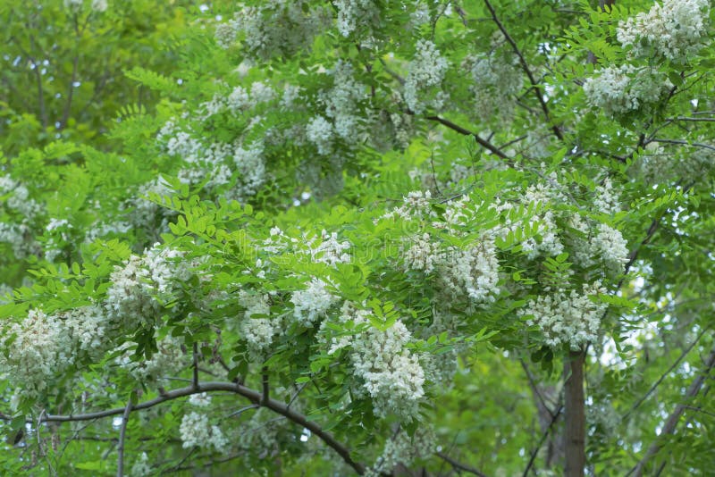 Photo De Closeup De Fleurs D'acacia Sur Un Arbre Image stock - Image du ...
