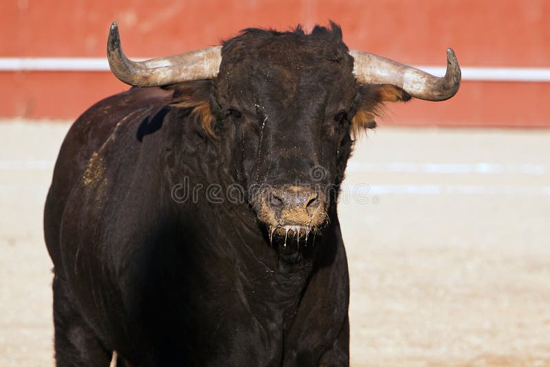 Corrida. Photo De Combat De Taureau D'Espagne. Taureau Noir Photo stock ...
