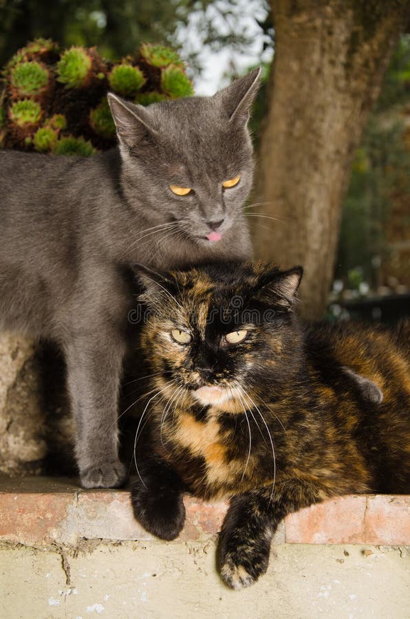 Deux Chats Dans L'amour D'isolement Photo stock - Image du penchement ...