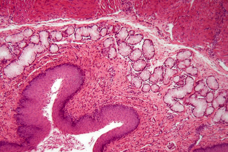 Photo De Microscope Des Cellules D'oesophage D'un Chien Image stock ...