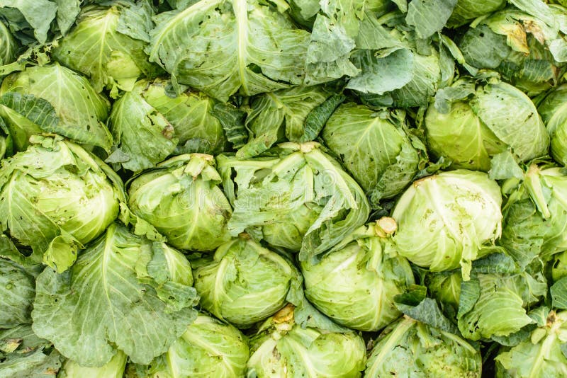 Un Champ Des Choux De Bruxelles Image stock - Image du moisson, légume ...