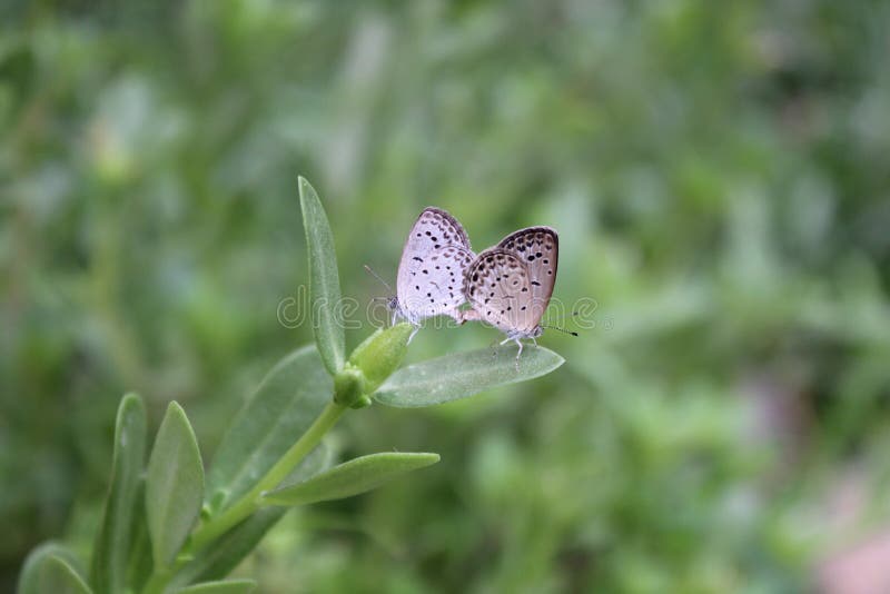 Reproduction de papillon image stock. Image du amour - 82582131