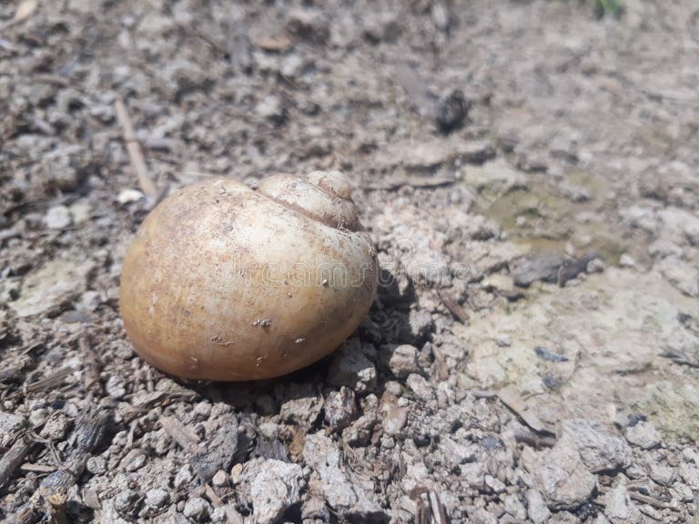 Photo of dead snail shell stock image. Image of shell - 197716319