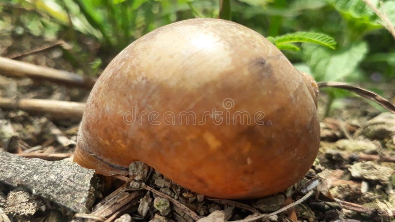 Photo of dead snail shell stock image. Image of fungus - 202757497