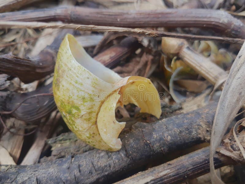 Photo of dead snail shell stock photo. Image of soil - 202757504