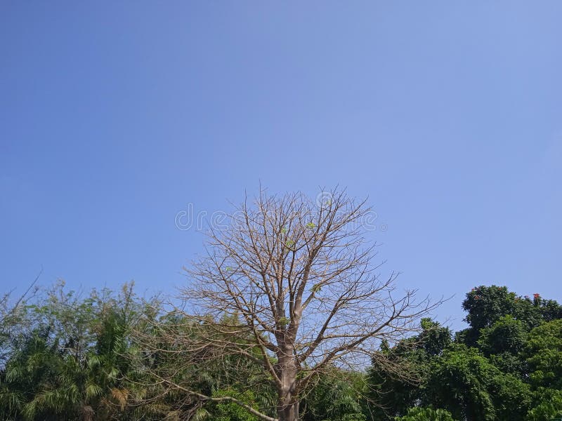 A Photo of a Dead Tree among the Living Trees Stock Photo - Image of ...