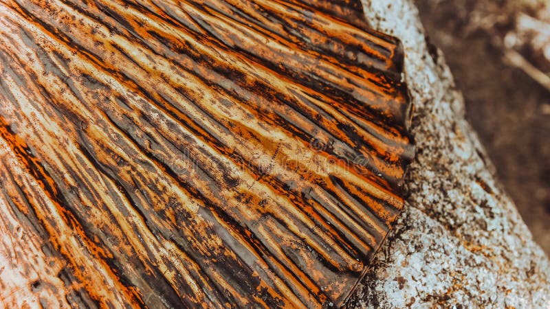 Close-Up of a Decorative Copper Shell with Intricate Patterns Metallic ...