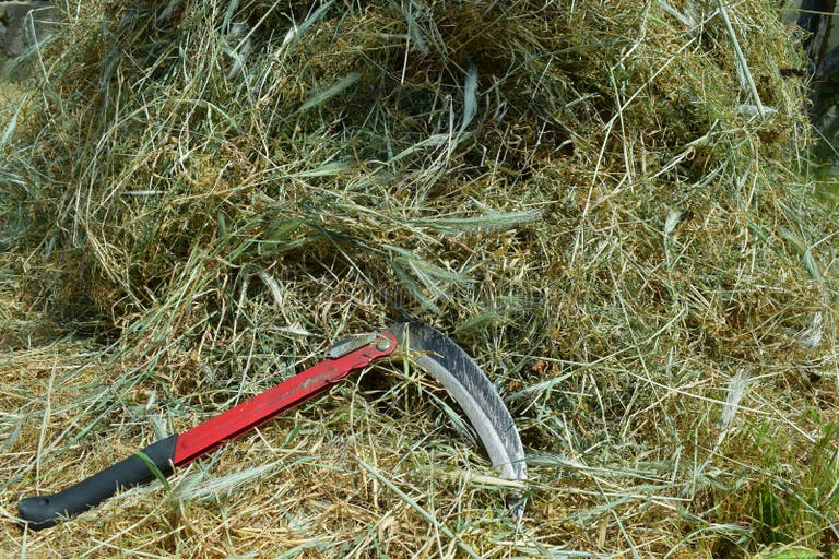 Summer Haymaking Using a Hand Braid Stock Photo - Image of greens ...