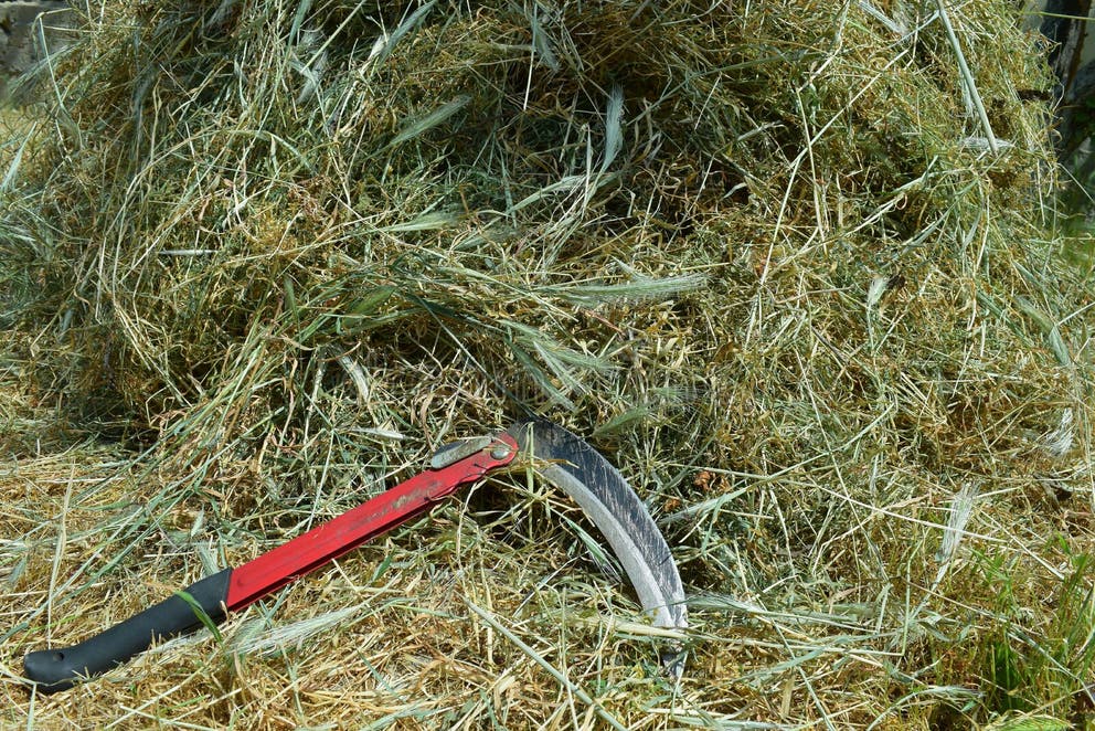 Summer Haymaking Using a Hand Braid Stock Photo - Image of greens ...