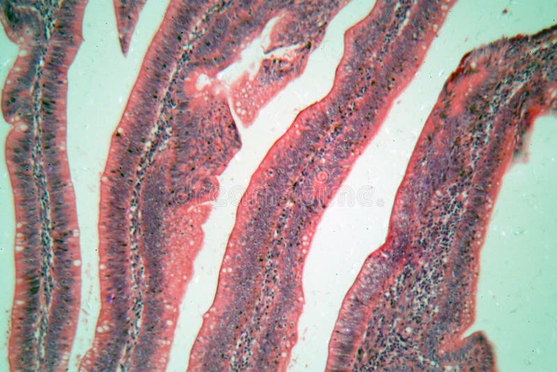 Cellules D'intestin Sous Le Microscope Image stock - Image du ...