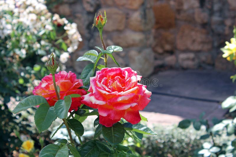 Nice roses stock photo. Image of rose, carnation, passion - 117070080