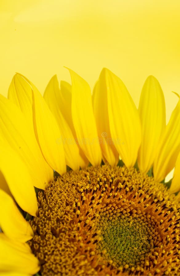 Nice sunflower stock image. Image of garden, spring, blue - 78768749