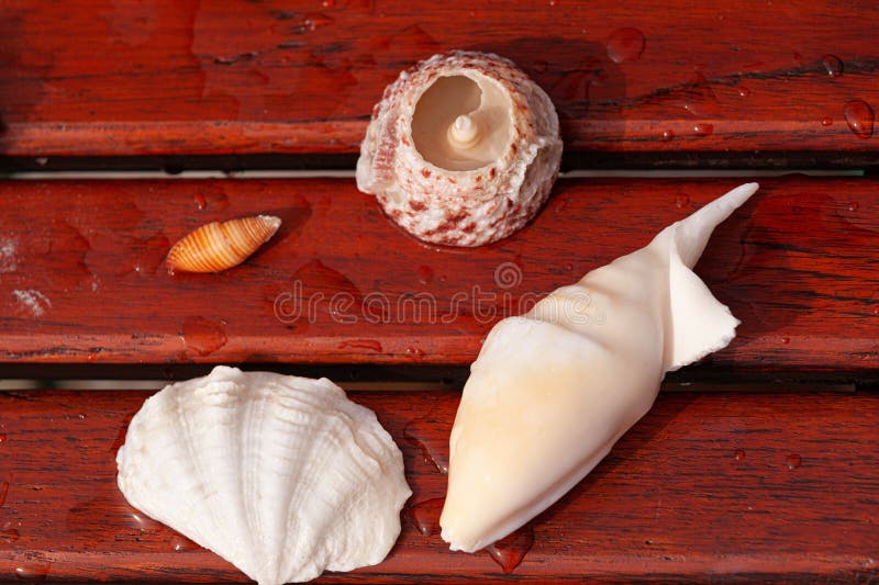 Different Types of Shell, Colors, Sizes and Shapes. Stock Image - Image ...