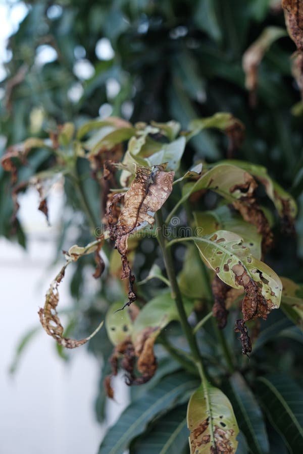 122 Disease Mango Leaves Photos - Free & Royalty-Free Stock Photos from ...