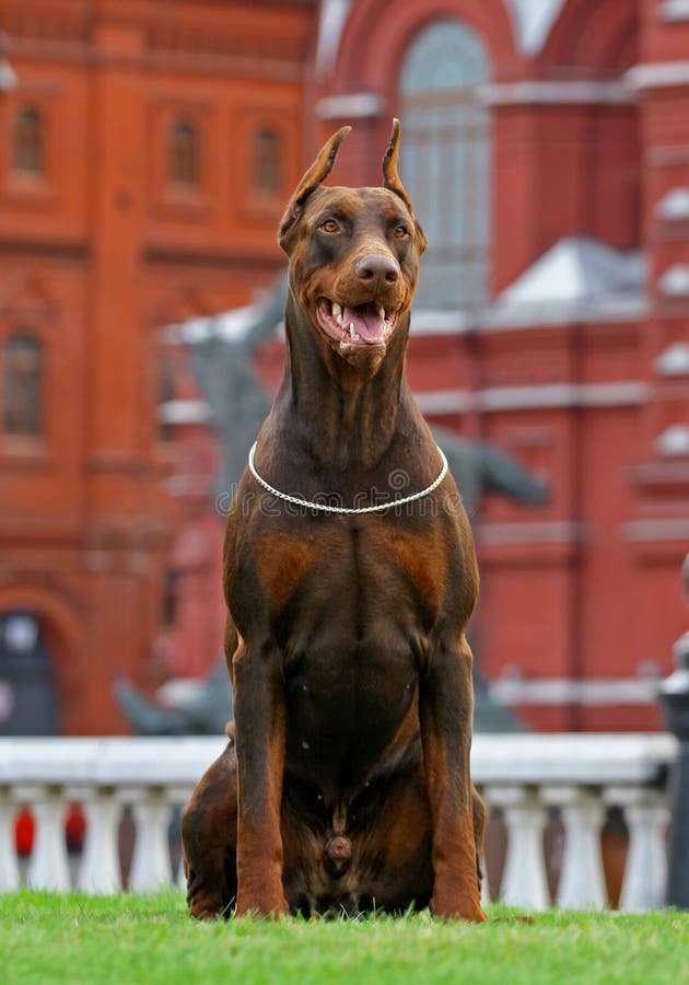 Photo of Doberman dog stock image. Image of loyalty, seating - 14109363