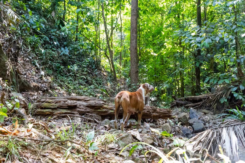 Photo of Dog in a Forest, Nature Stock Photo - Image of breed, silly ...