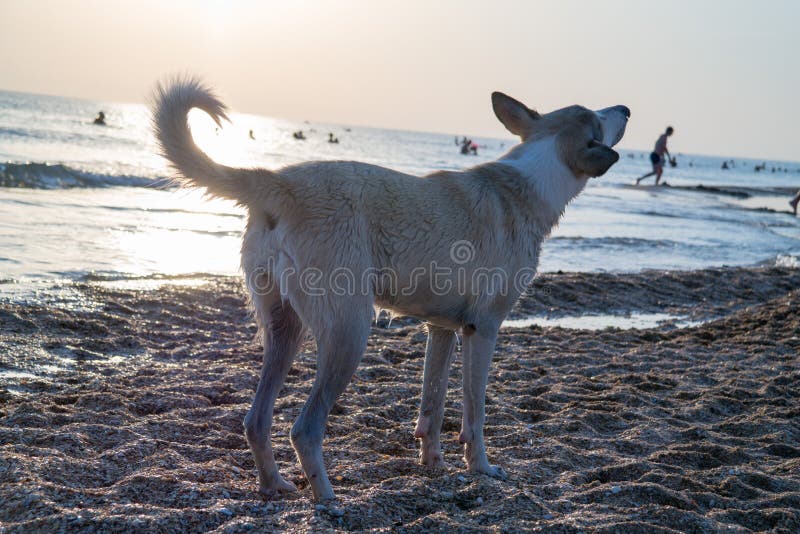 Photo of a Dog in the Rays of the Setting Sun on the Seashore Stock ...