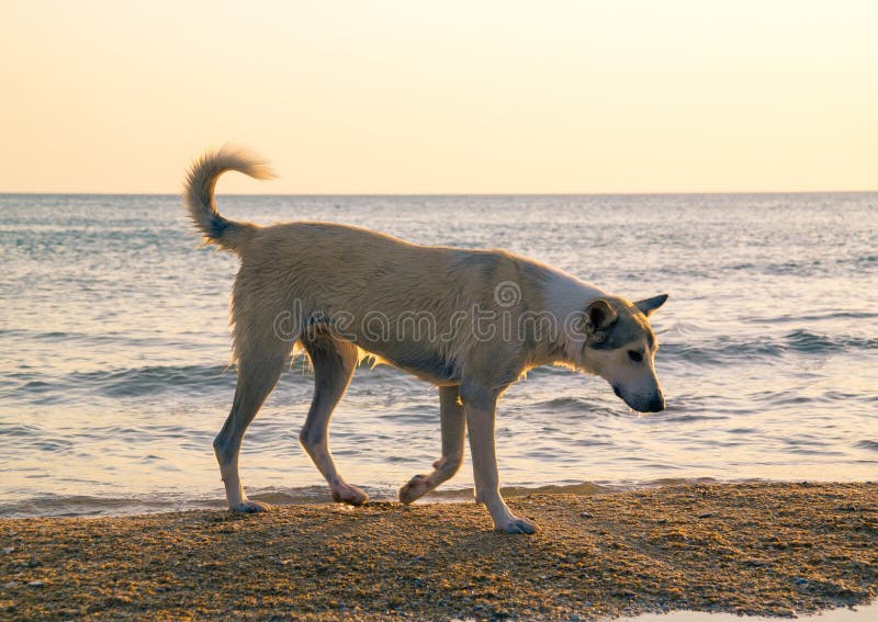 Photo of a Dog in the Rays of the Setting Sun on the Seashore Stock ...