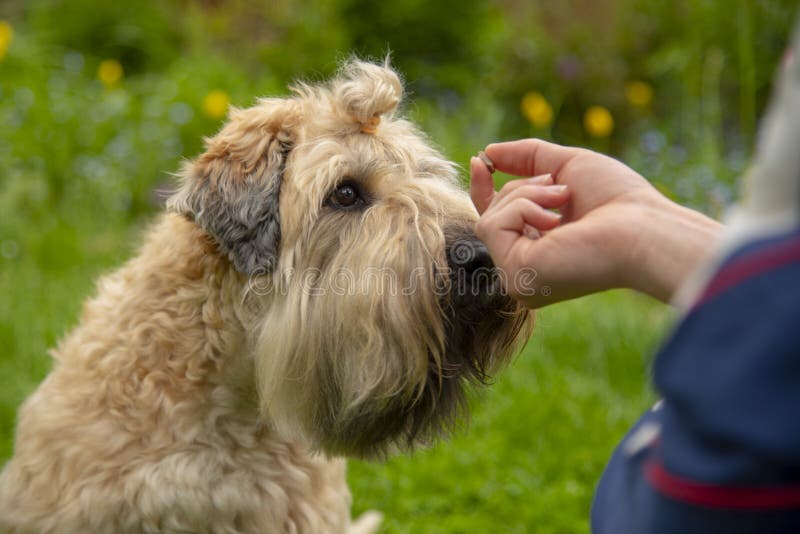 Photo of a Dog Receiving a Reward for Completing a Command Stock Photo ...