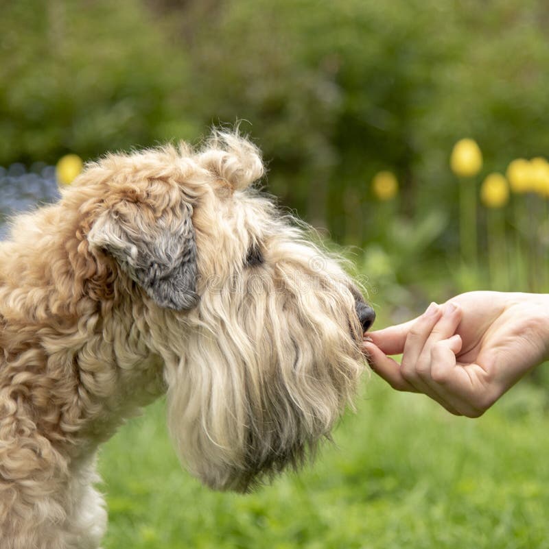 Photo of a Dog Receiving a Reward for Completing a Command Stock Photo ...