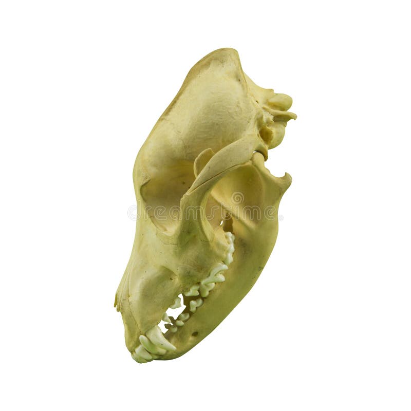 Photo of a Dog or Wolf Skull Stock Photo - Image of head, dental: 288174448