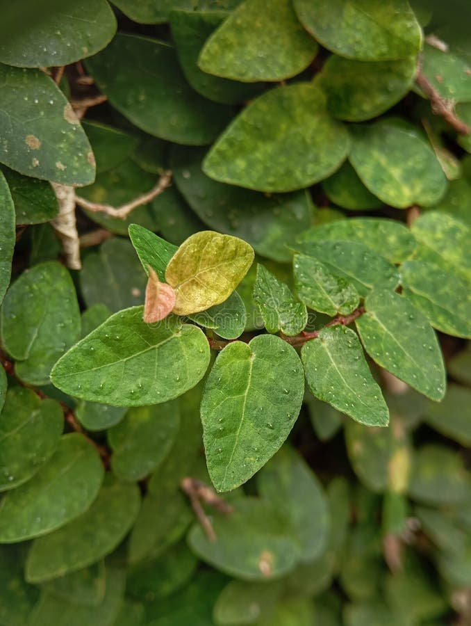 Photo of Dollar Creeper & X28;Ficus Pumila& X29; Stock Photo - Image of ...