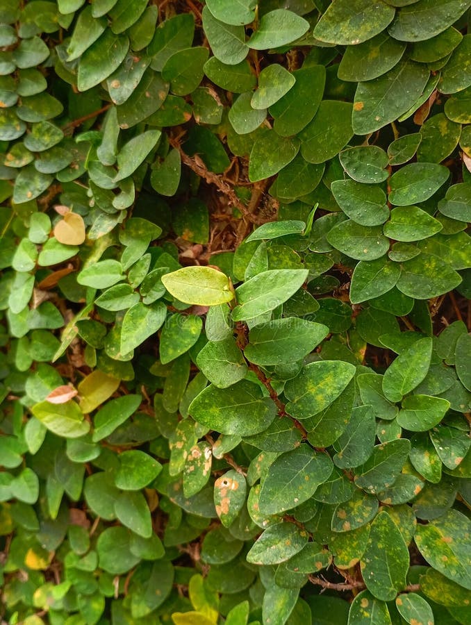 Photo of Dollar Creeper & X28;Ficus Pumila& X29; Stock Photo - Image of ...