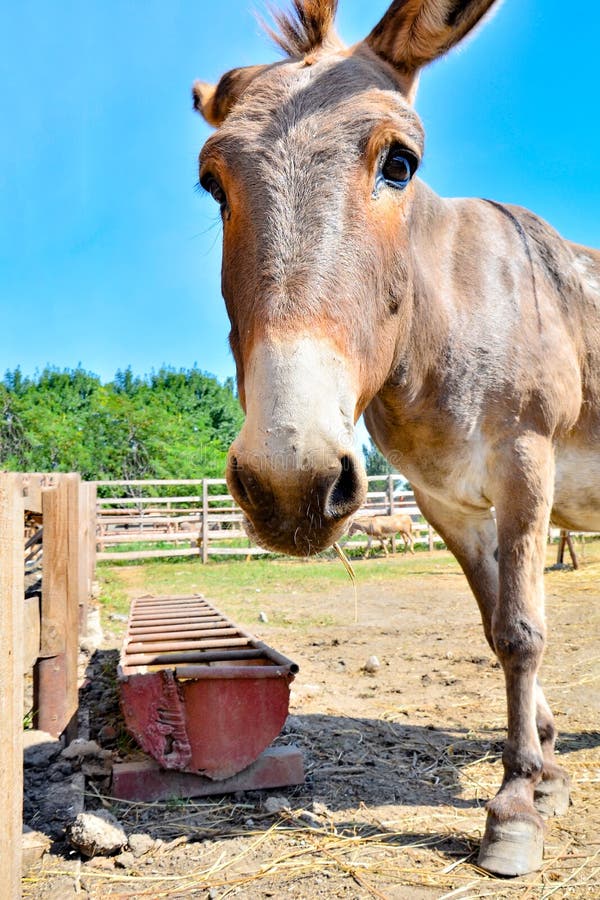 Photo of a Donkey Close Up, Wide-angle Photo Stock Image - Image of ...