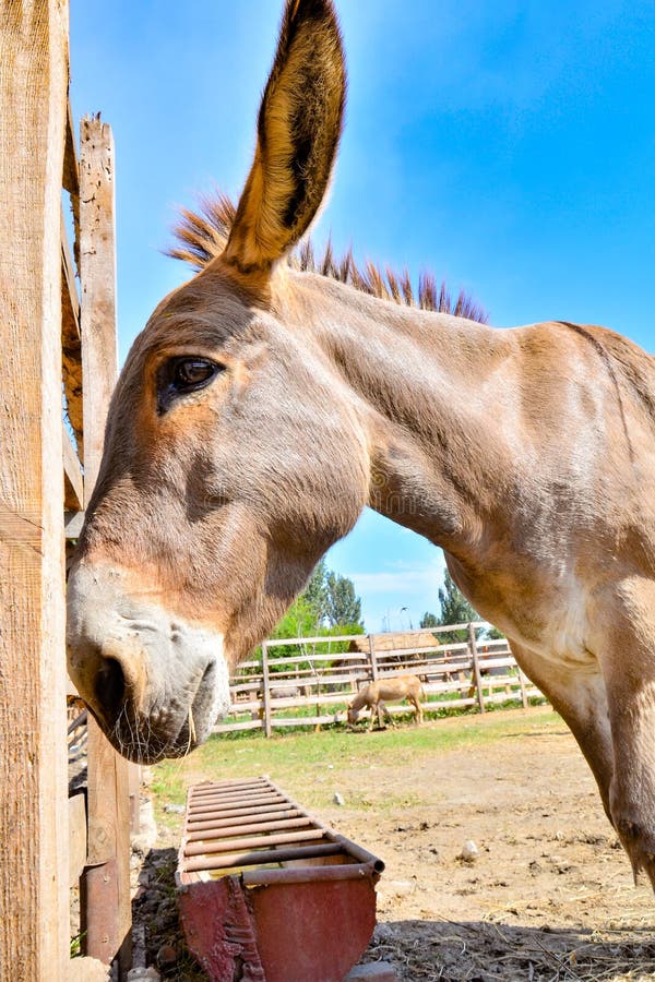Photo of a Donkey Close Up, Wide-angle Photo Stock Photo - Image of ...