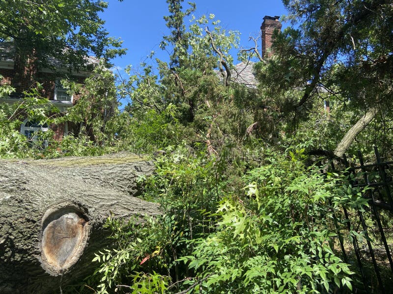 Big Fallen Tree in Washington DC in Summer Stock Photo - Image of treed ...