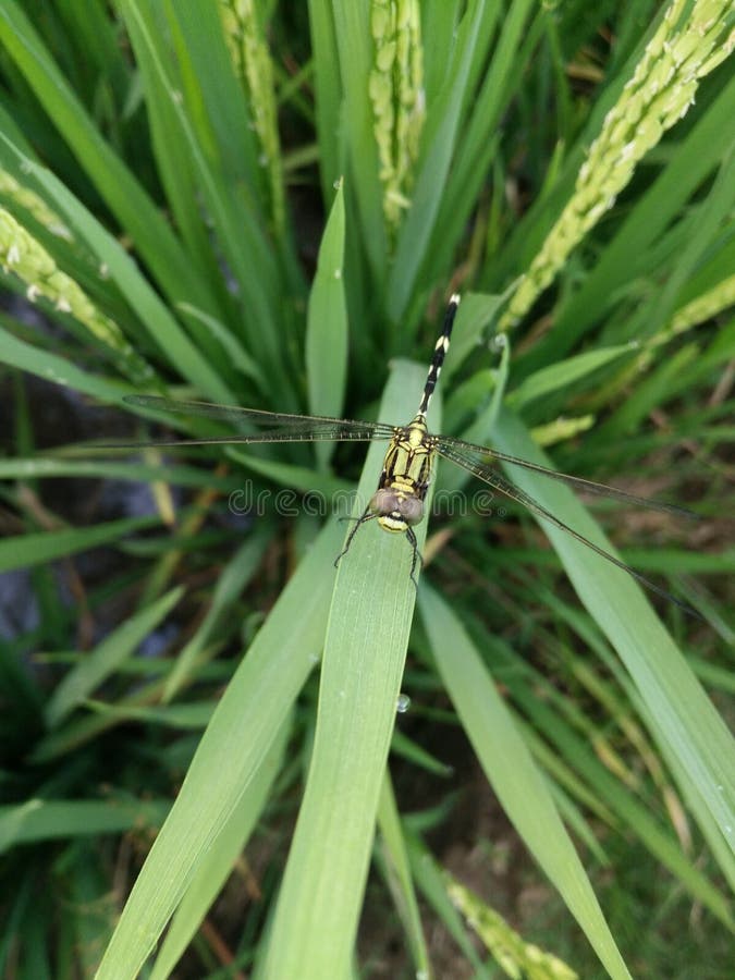 Photo of a Dragonfly on a Rice Leaf Stock Image - Image of wing, flower ...