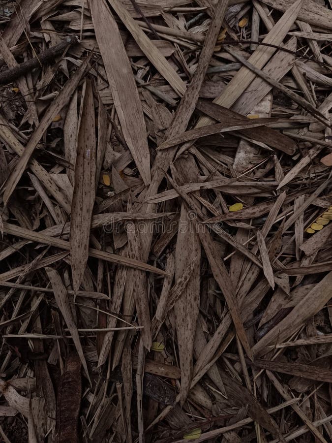 Photo of Dried Bamboo Leaves Stock Image - Image of dried ...
