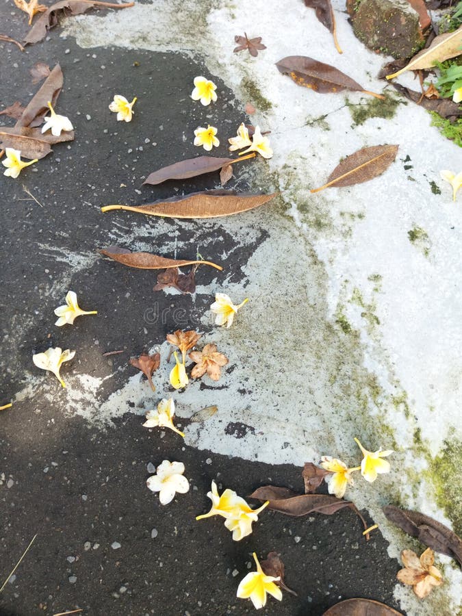 Photo of Dried and Fallen Tree Leaves Stock Image - Image of reflection ...