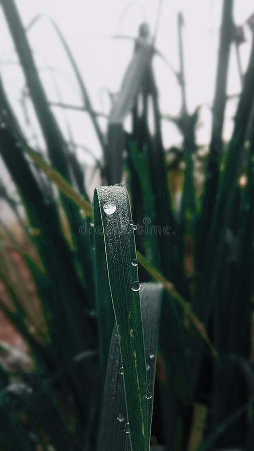 A photo drop in morning stock photo. Image of plant - 259317870