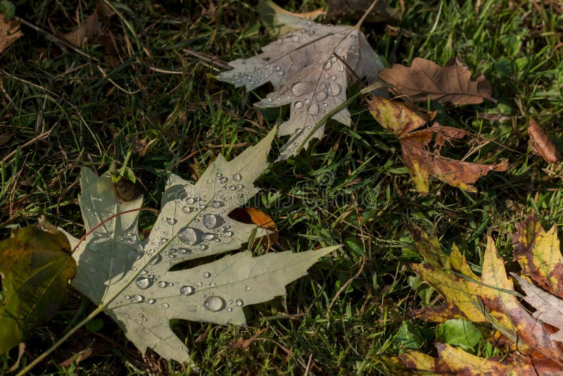 Photo of the Droplet of Water on the Autumn Leaf Stock Photo - Image of ...