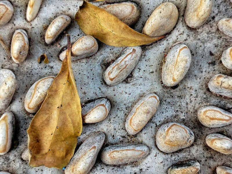 Photo of Dry Leaves with Beautiful Rocks Stock Photo - Image of rocks ...