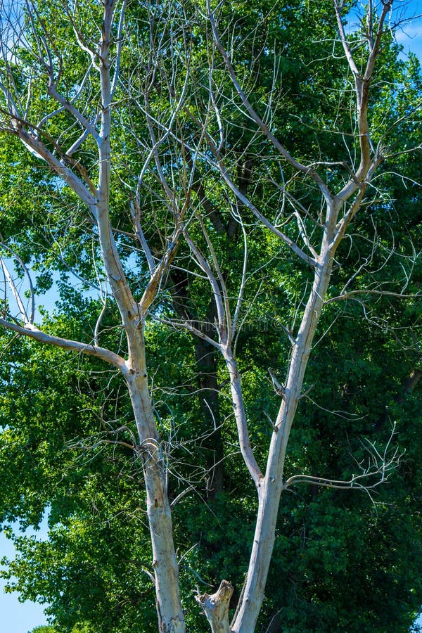 Photo of Dry and Living Tree at Summer Stock Image - Image of bright ...
