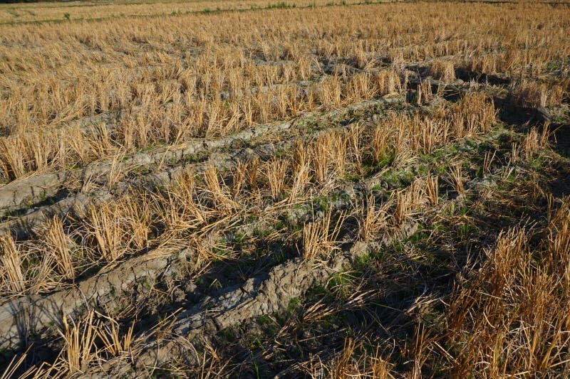 Photo of a View of Dry Rice Fields Stock Image - Image of arid ...
