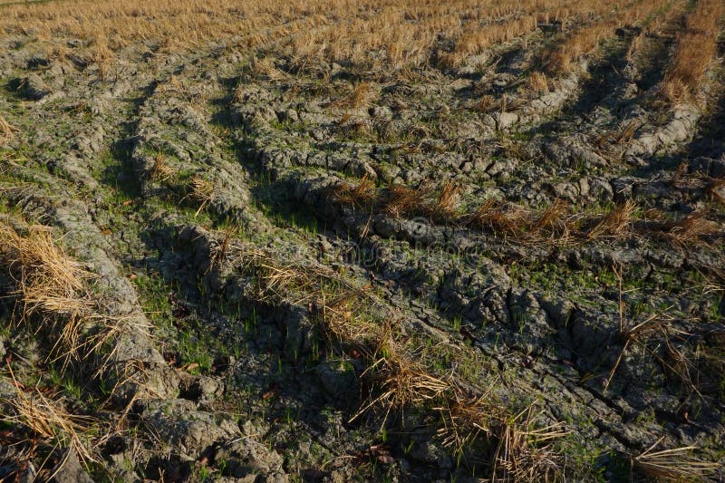 Photo of a View of Dry Rice Fields Stock Photo - Image of nature, land ...