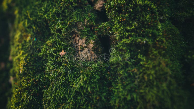 Photo of Dry Seeds on a Moss Covered a Tree Trunk Stock Image - Image ...