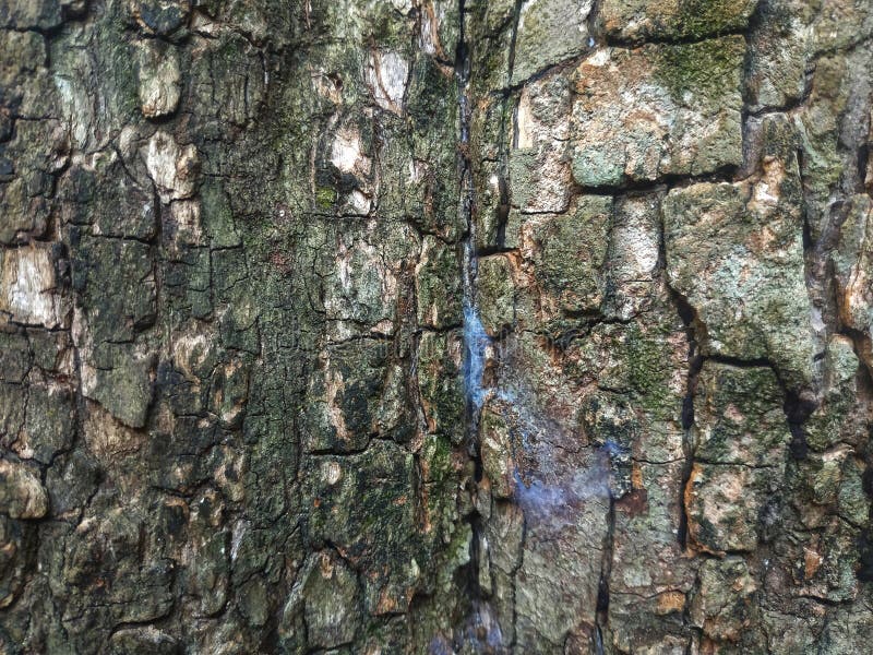 Photo of Dry Starfruit Tree Bark Stock Photo - Image of clay, roof ...