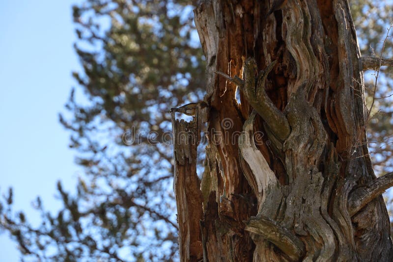 Photo, Dry Tree, Tree Trunk, Broken Tree, Nature Stock Image - Image of ...