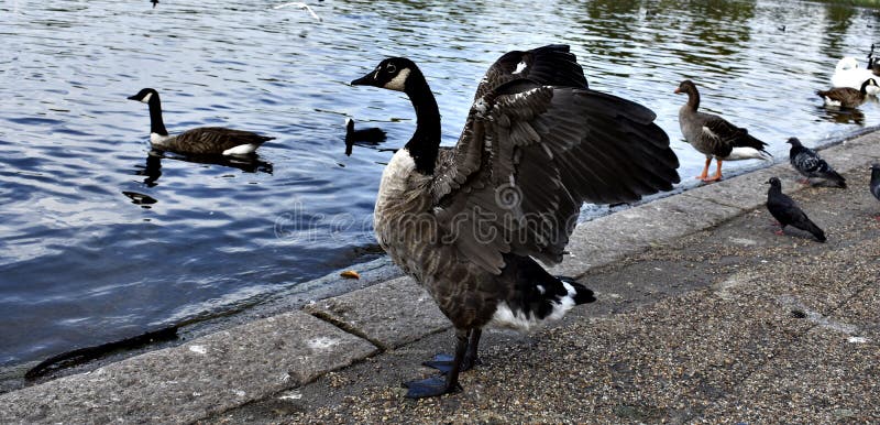 Ducks, doves stock photo. Image of ducks, water, animals - 99467666
