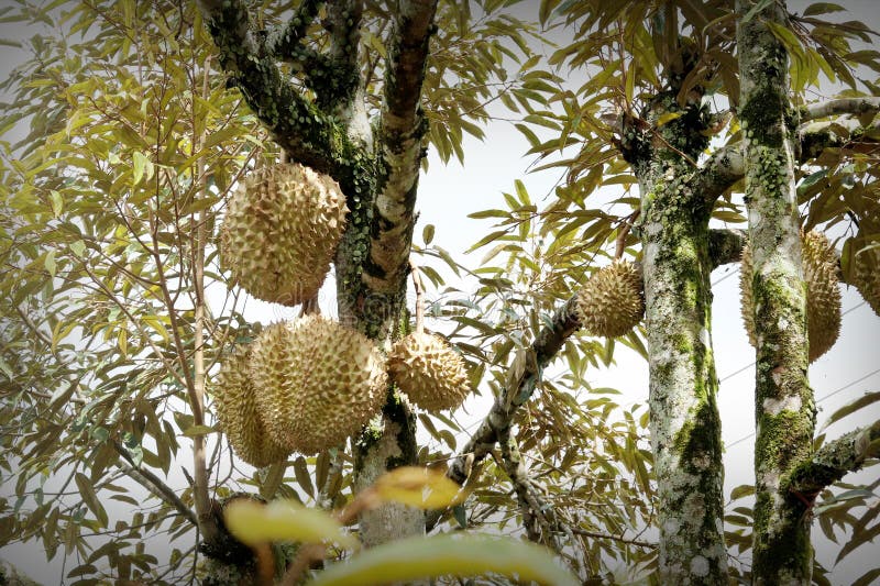 Photo of a Durian Fruit Tree Still on the Tree Stock Photo - Image of ...