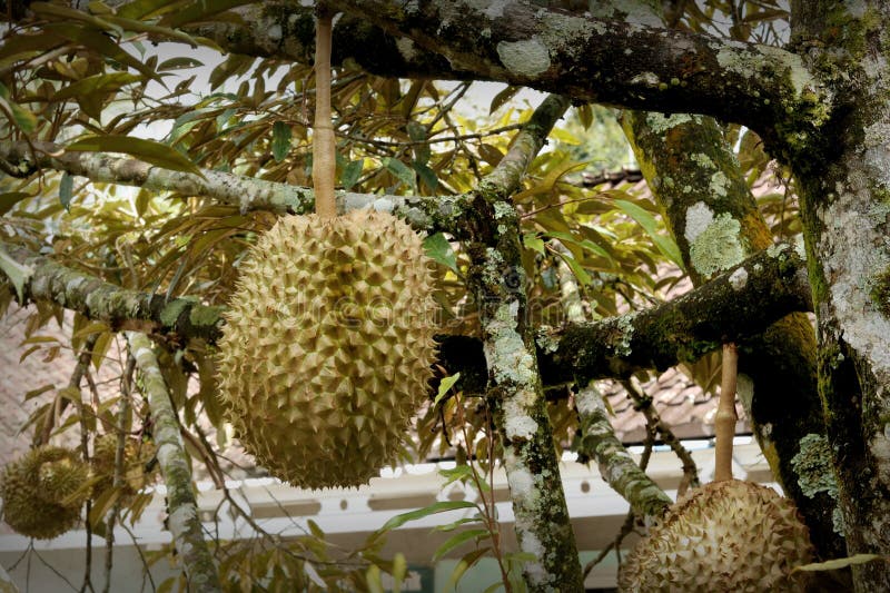 Photo of a Durian Fruit Tree Still on the Tree Stock Image - Image of ...