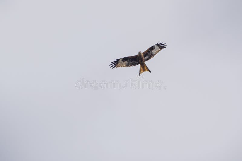 Photo of an Eagle Soaring High in the Sky Stock Photo - Image of animal ...