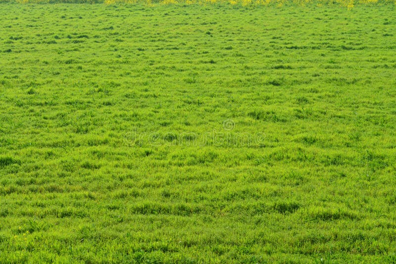Early spring meadow stock photo. Image of color, green - 29950748
