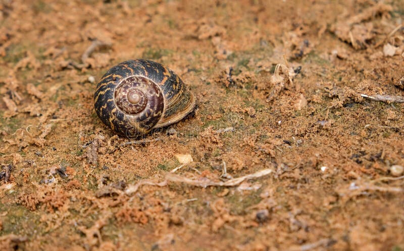 Photo of an Earthen Land Snail with a Beautiful Patterned Multi-colored ...