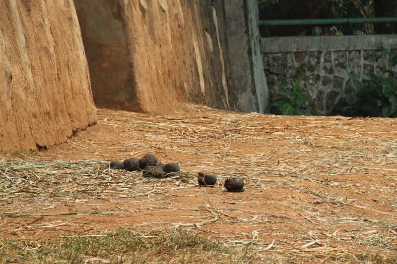 Photo of Elephant Droppings at the Zoo. Stock Image - Image of natural ...