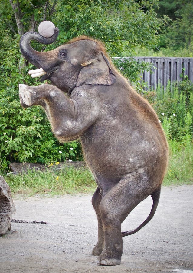 Photo of an Elephant Standing on Two Legs Stock Photo - Image of kenya ...